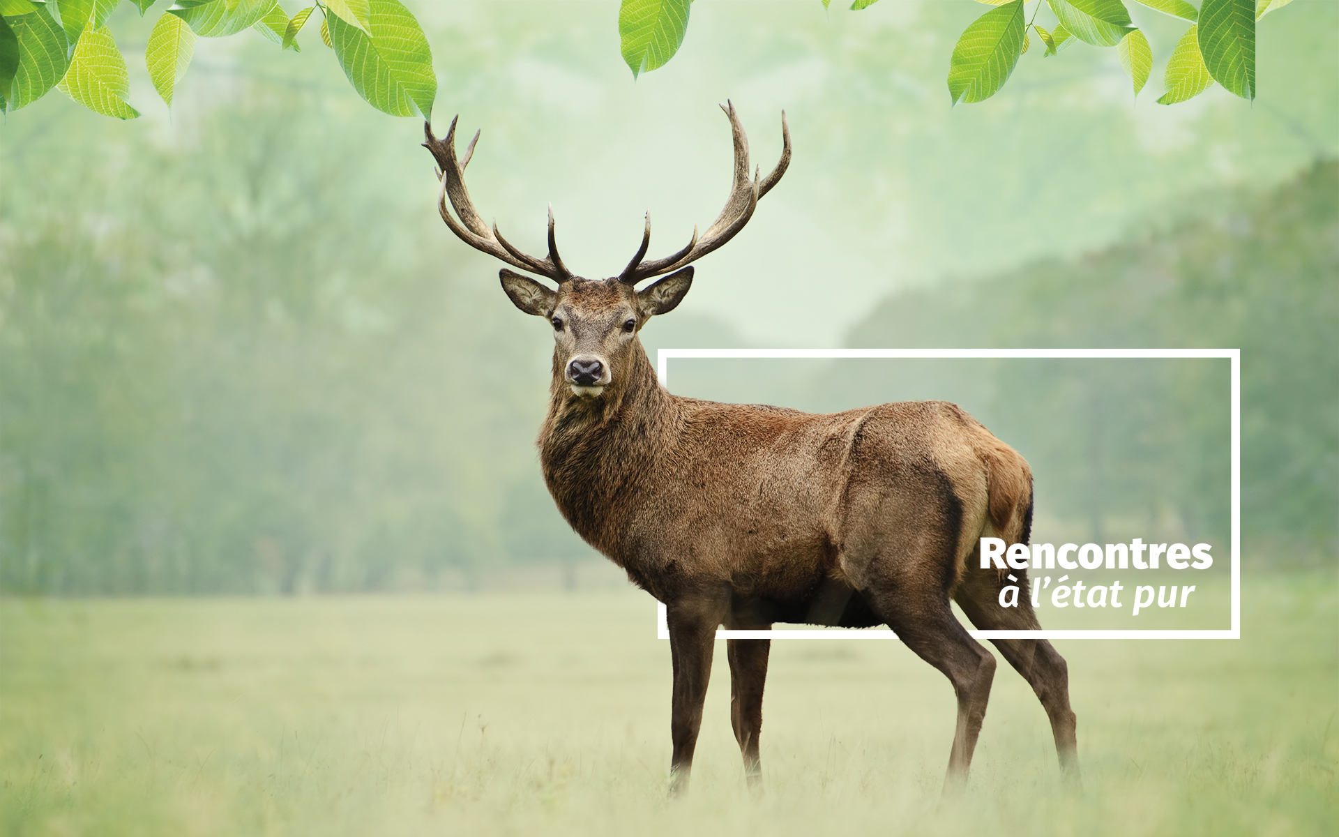 cerf_home_test – Zoodyssée