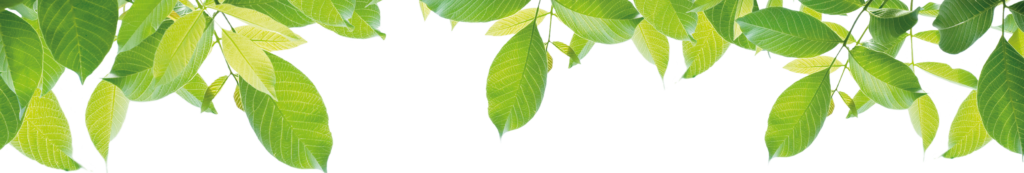 Forêt de Chizé – Zoodyssée