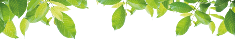 Forêt de Chizé – Zoodyssée