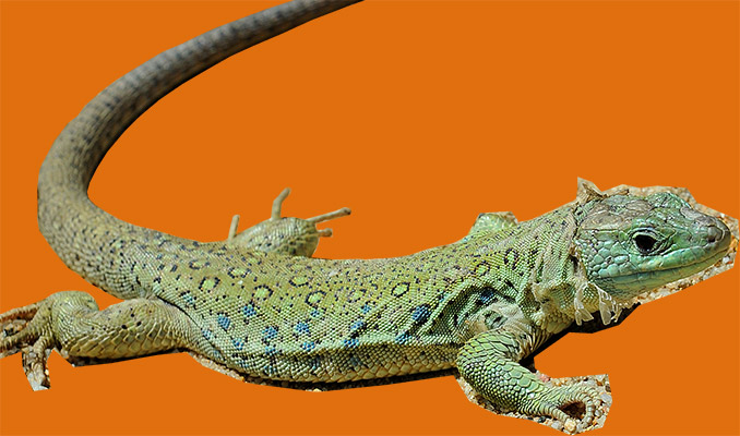 lezard – Zoodyssée