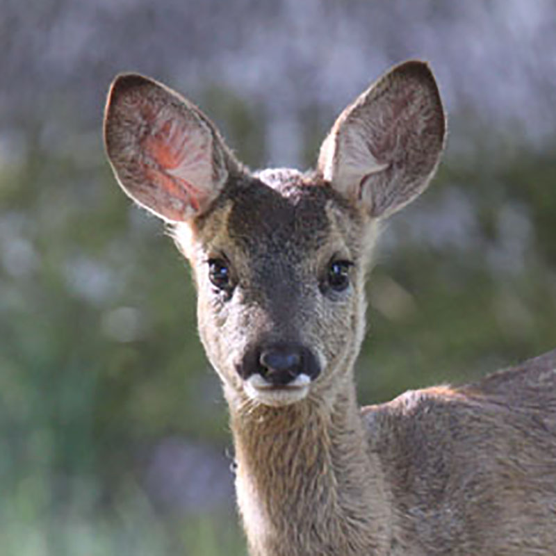 chevreuil_portrait – Zoodyssée