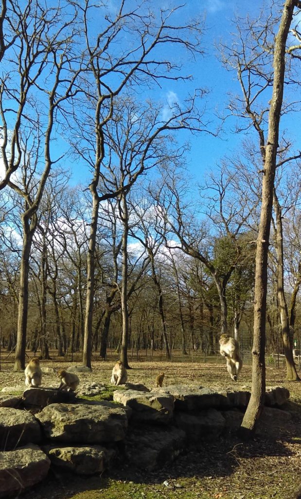 foret_chize_zoo – Zoodyssée