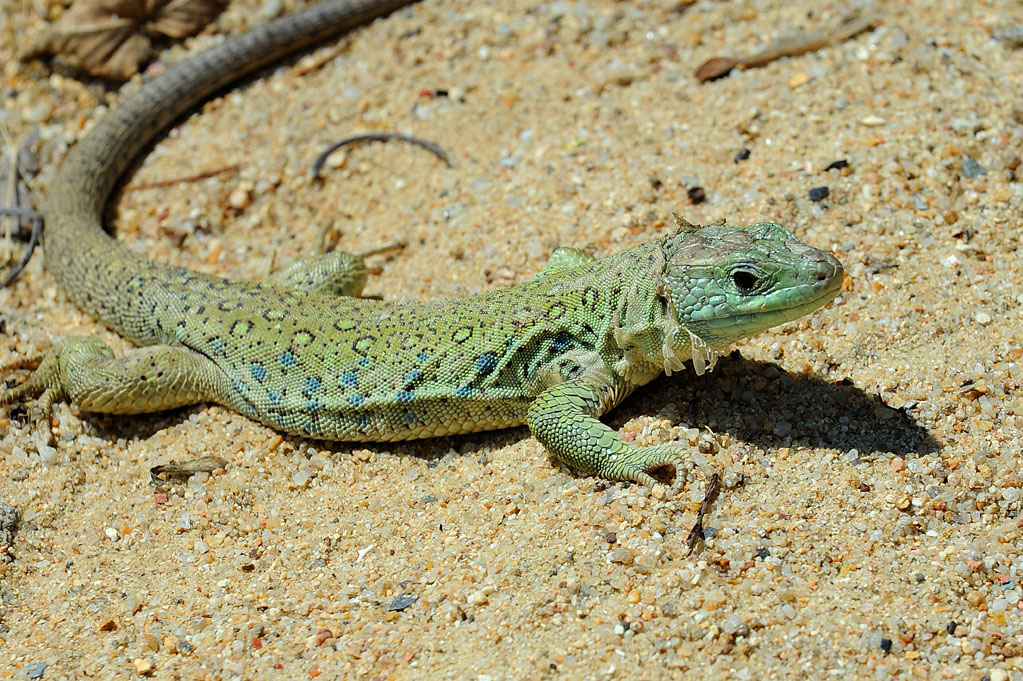 lezard ocellé 7267 PW – Zoodyssée