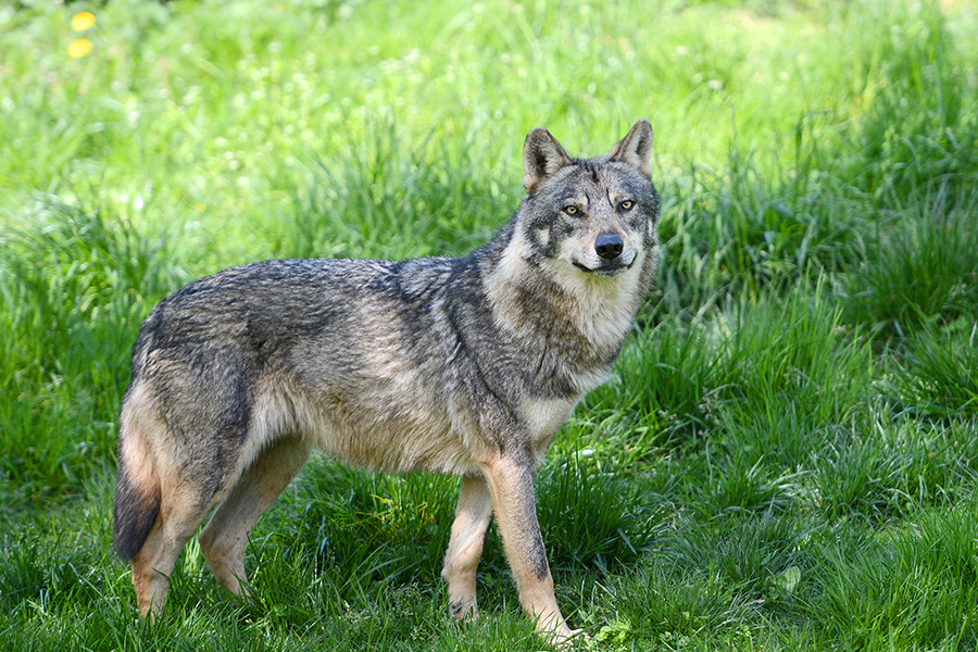 loup (PW) 1758pw-2 – Zoodyssée