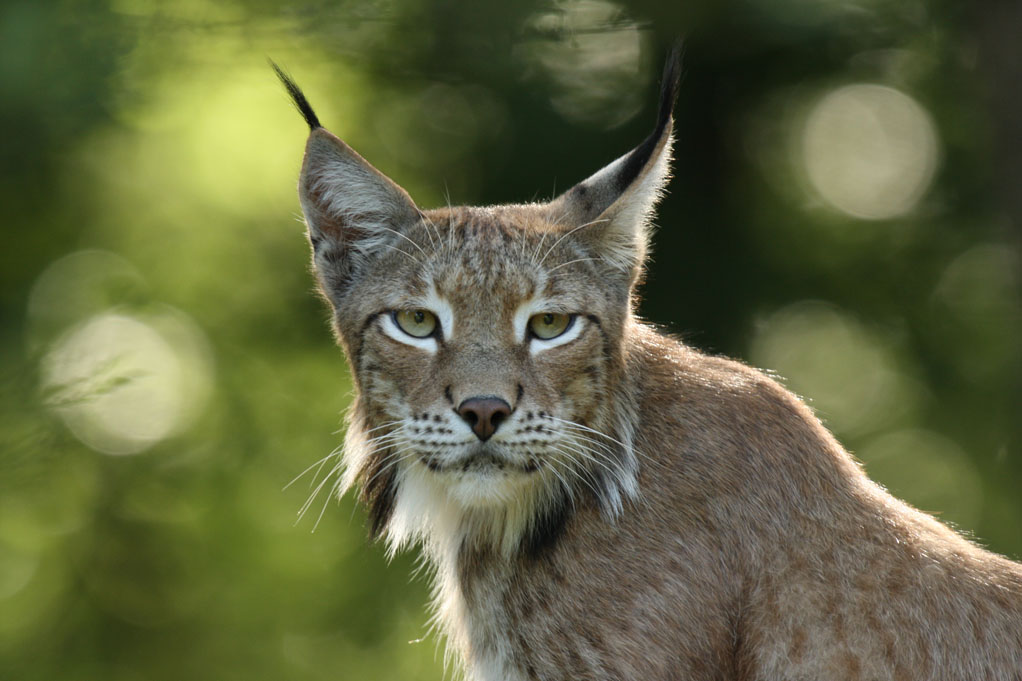 Les mammifères à Zoodyssée, des animaux pile-poil