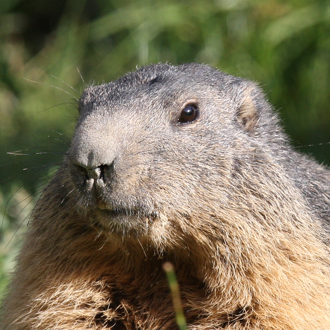 marmotte_portrait – Zoodyssée