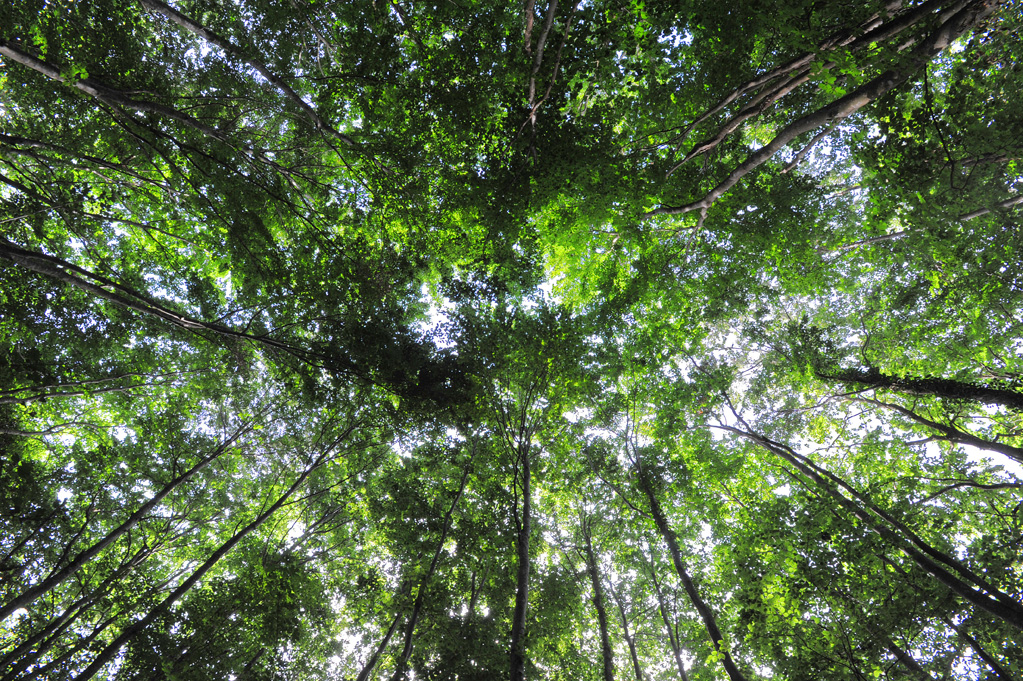 La forêt domaniale de Chizé : Zoodyssée, au cœur de la nature