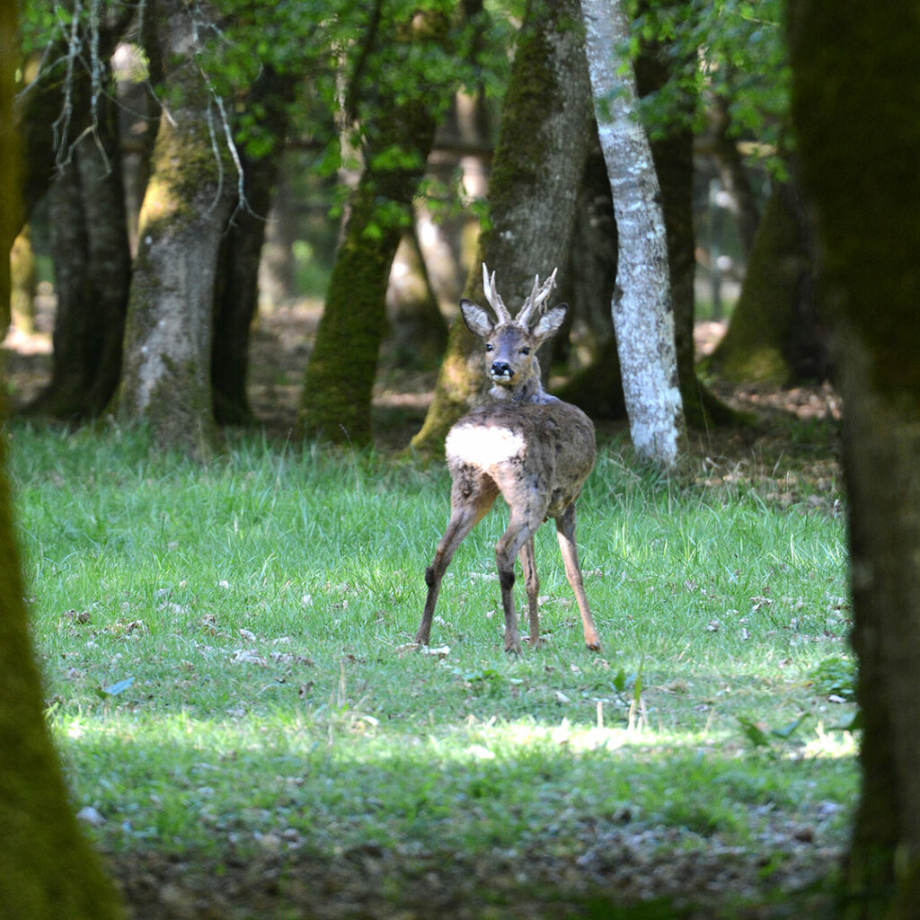 Capture chevreuils grand public – Zoodyssée